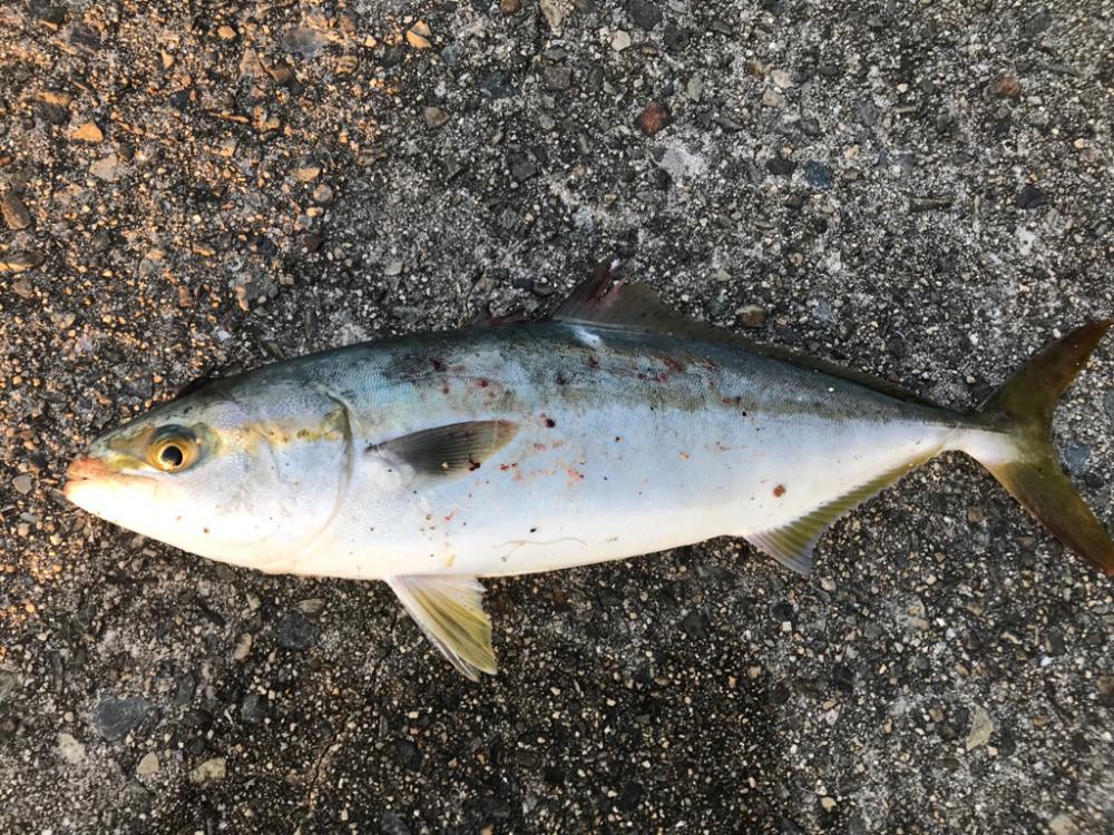 ハマチ 45＆42cm | 兵庫県(瀬戸内海側) 神戸市立平磯海づり公園 ショアジギング ハマチ・イナダ | 陸っぱり 釣り・魚釣り | 釣果 ...